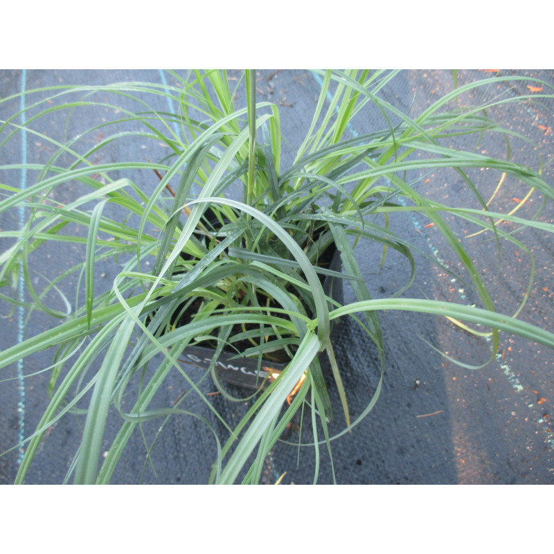 Turzyca sina "Blue Zinger" sadzonki- niebieska trawa