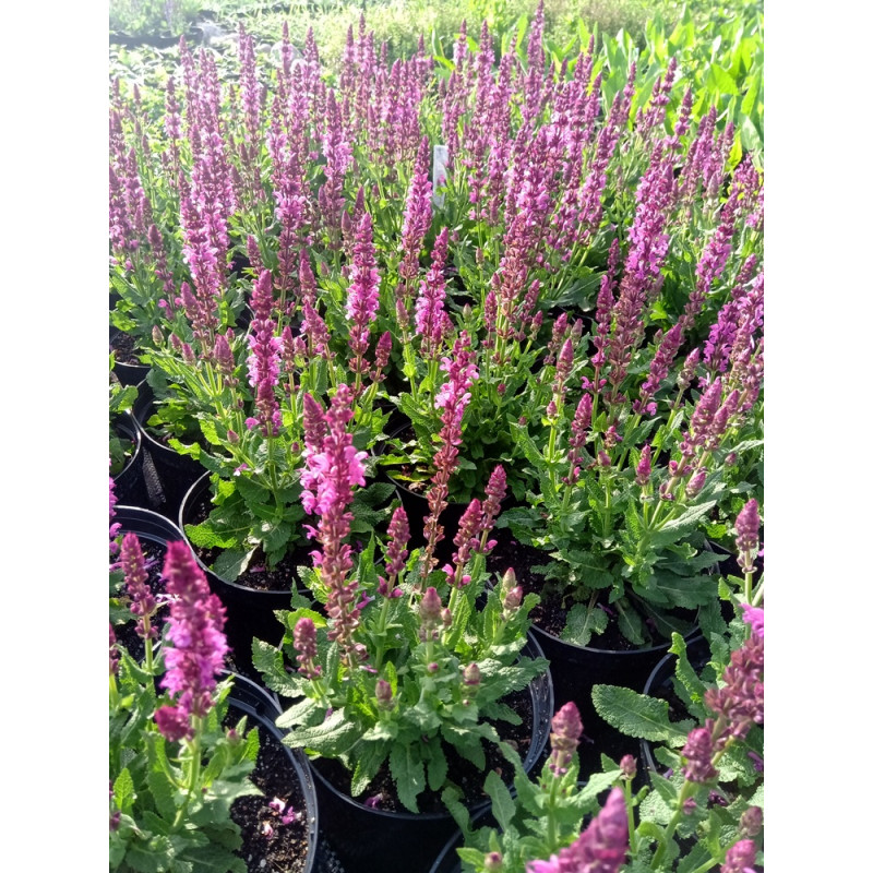 Szałwia omszona 'Royal Magenta' sadzonki- duże, różowe kwiatostany